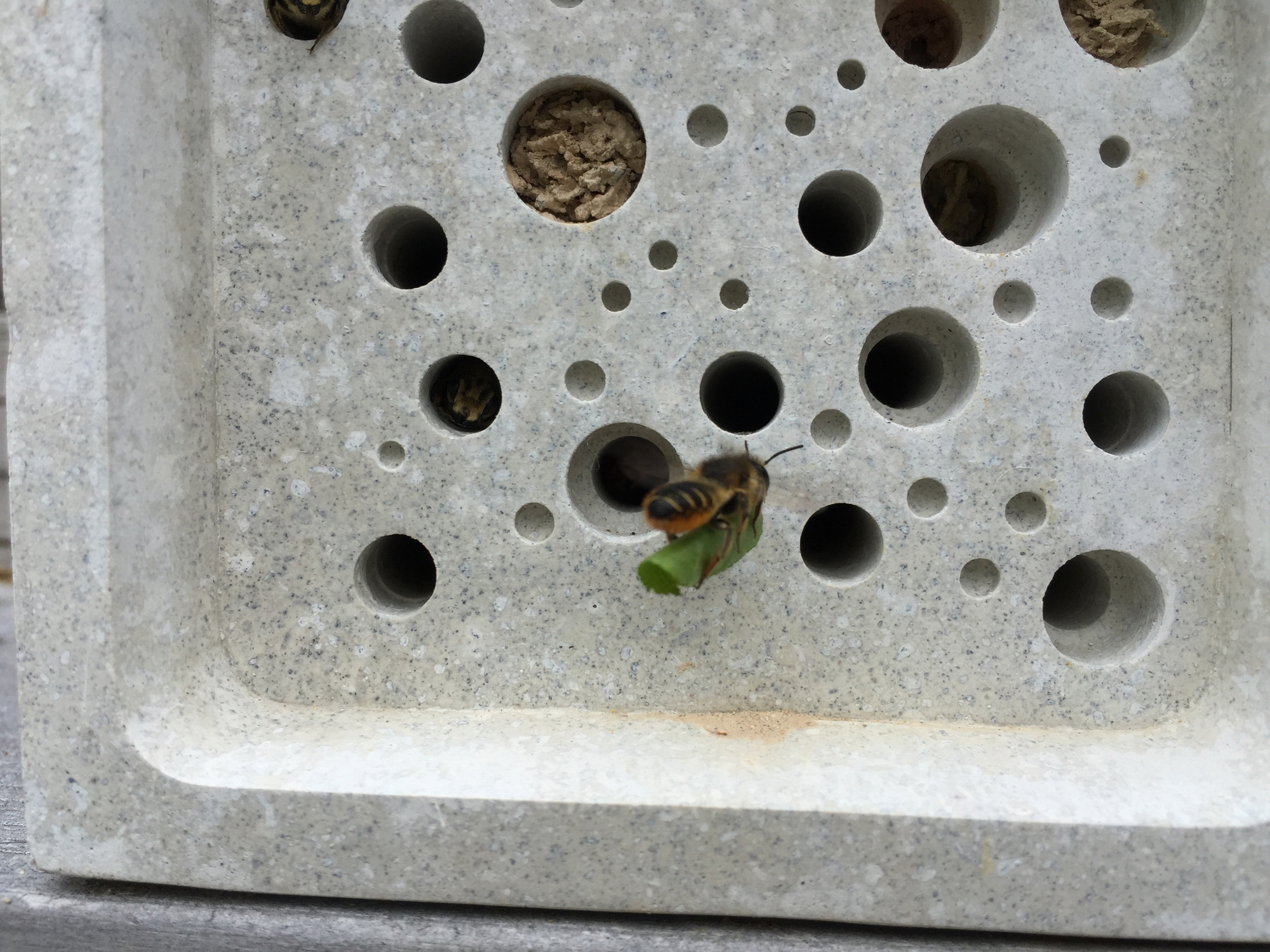 Gallery of Giving Nature a Home in Cities: Bricks for Bees' Nests - 4