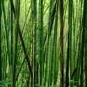 The Use of Indigenous and Locally Sourced Materials in Philippines ...
