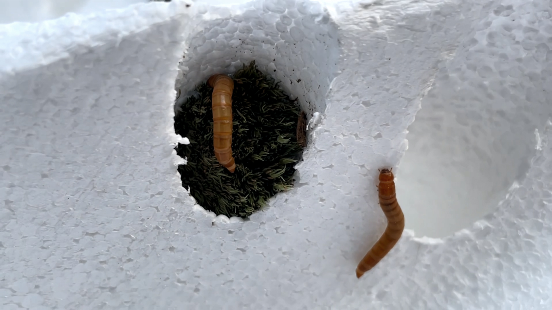 Galeria de Estruturas que se decompõem com larvas: pavilhão de EPS na Coréia do Sul - 5