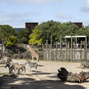 Auckland Zoo Administration Building / Ignite Architects | ArchDaily
