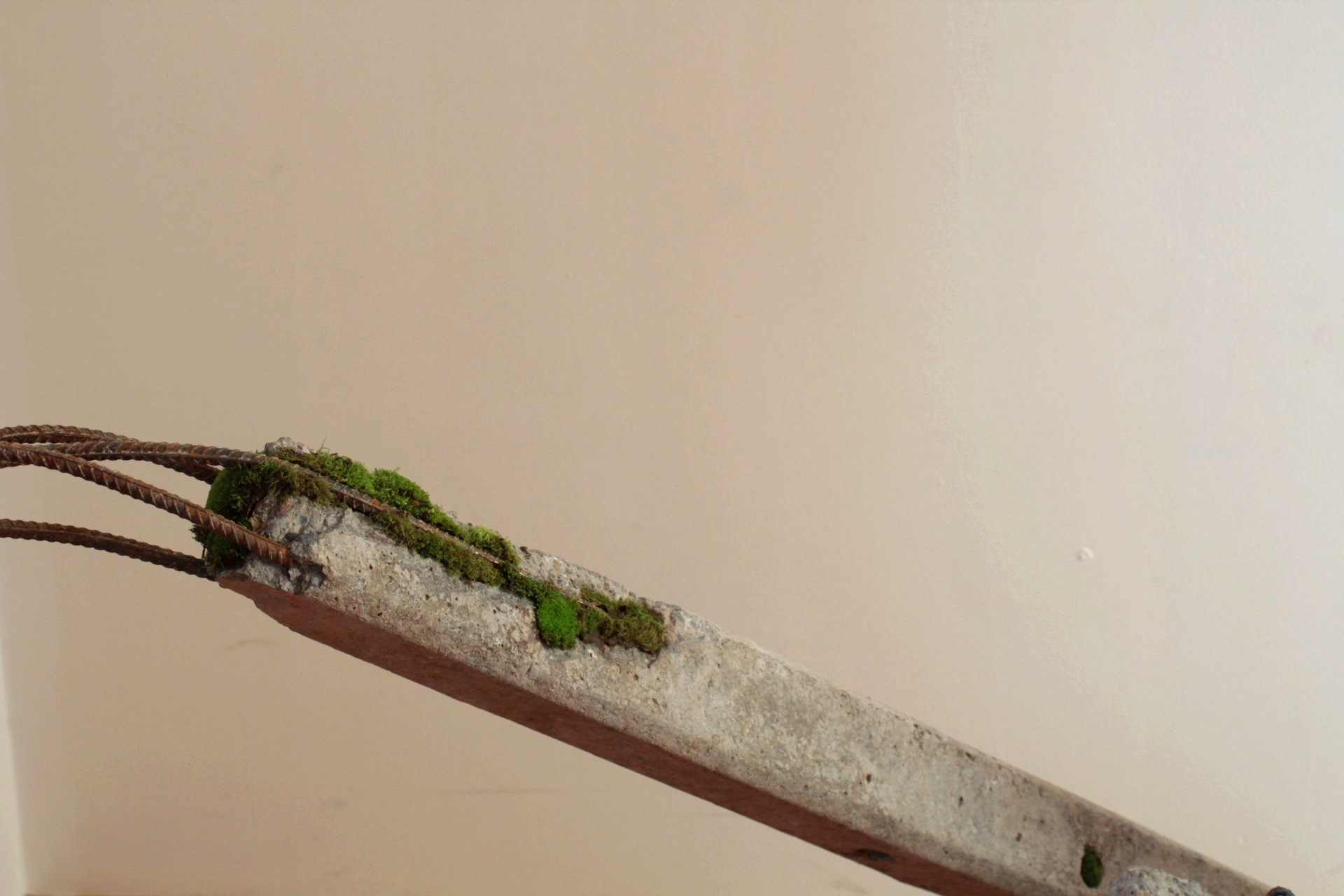 Galería de Calcáreo: Un biomaterial emergente de Chile - 38