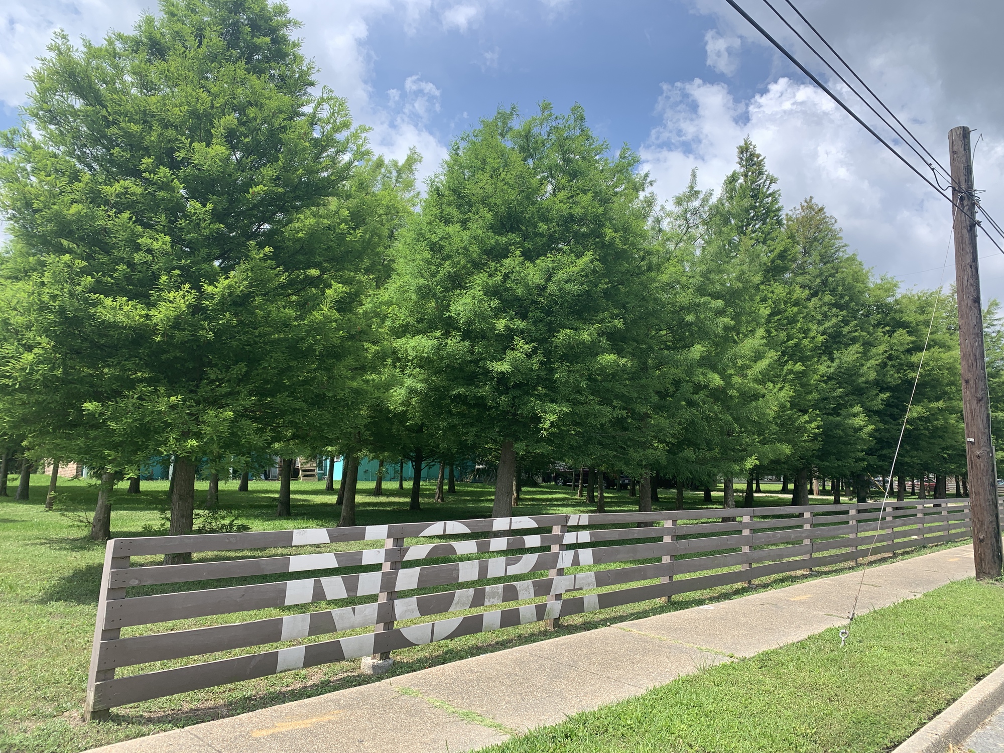 Gallery of New Orleans’ Equity-Driven Reforestation Plan - 8