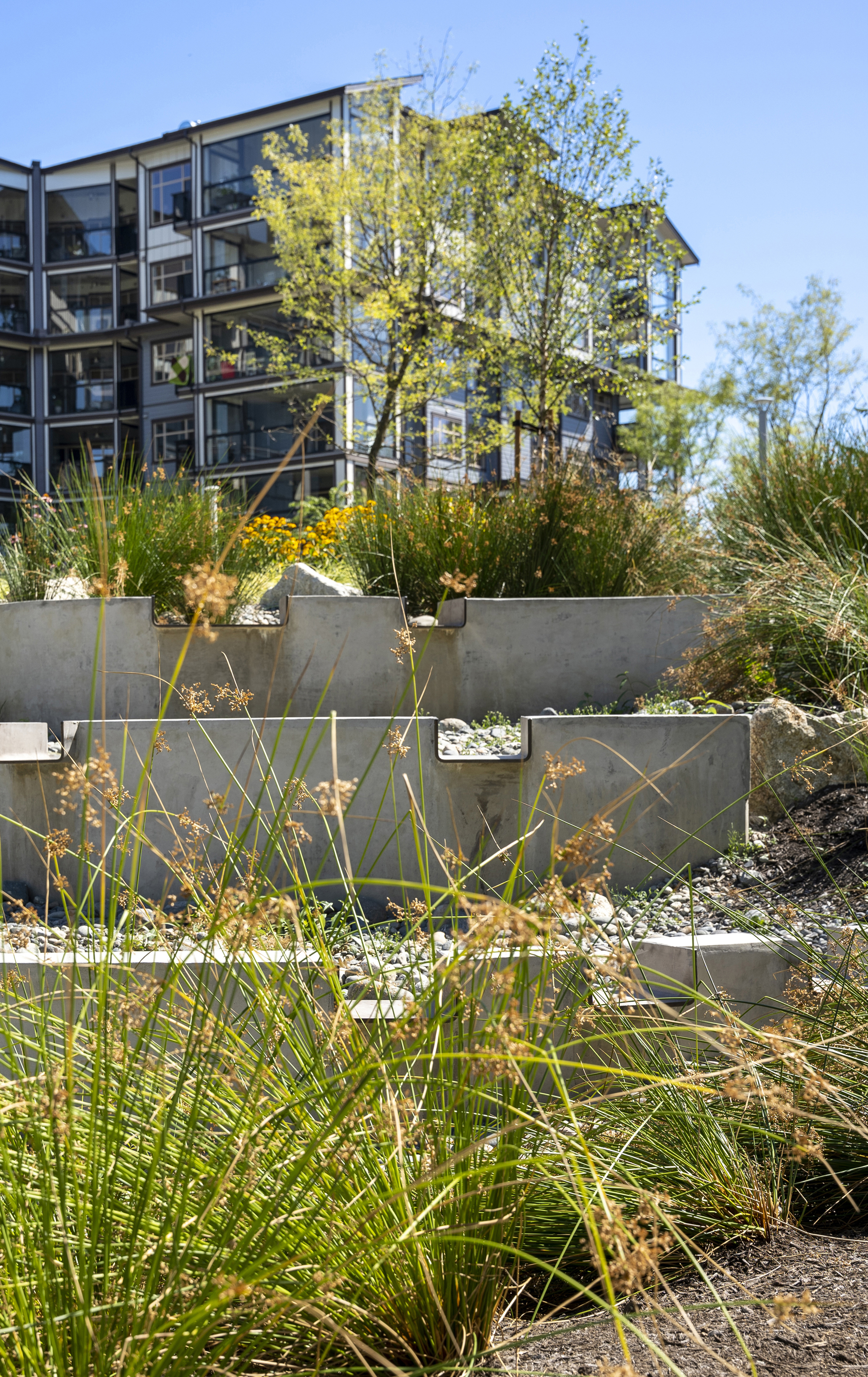 Gallery of Carvolth Integrated Open Space - Goldenview Park / PMG ...