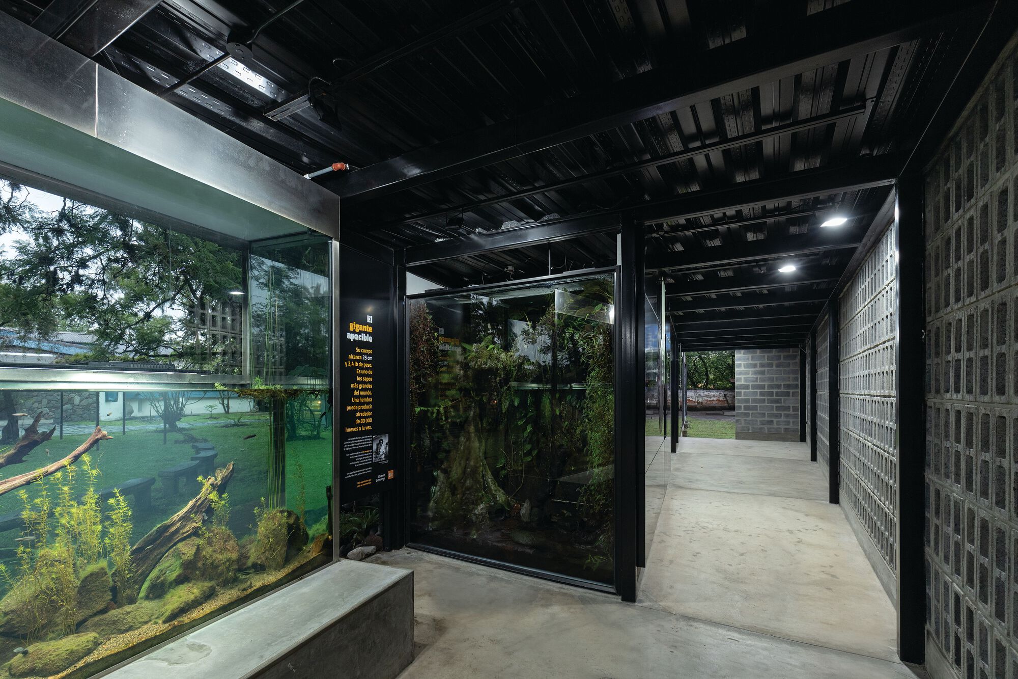 Galeria de Centro Jambatu de Pesquisa e Museu de Anfíbios / Caá Porá ...