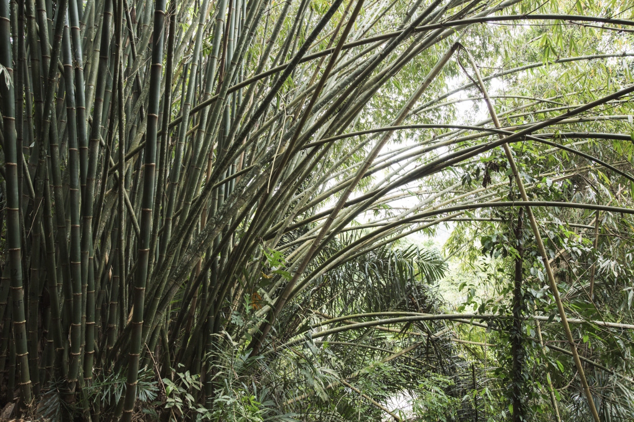 Tropical Rainforest Bamboo