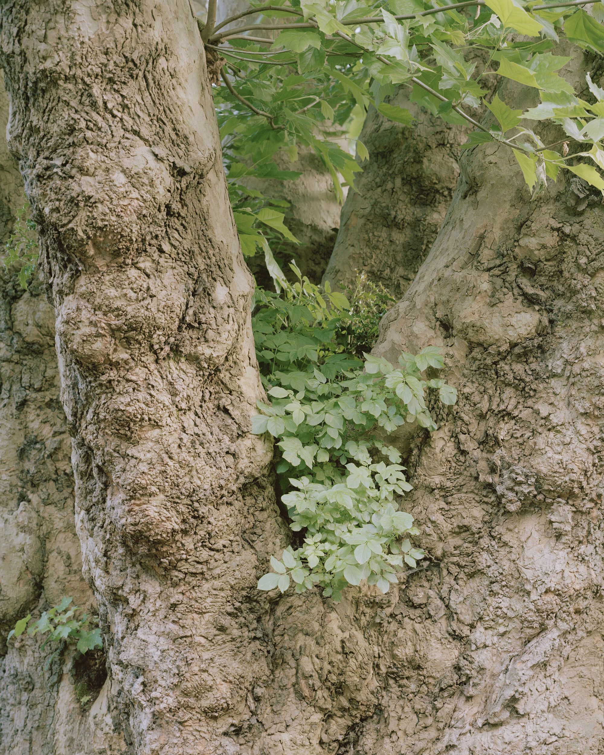 Gallery of Tree Courtyard House / ao-ft - 10