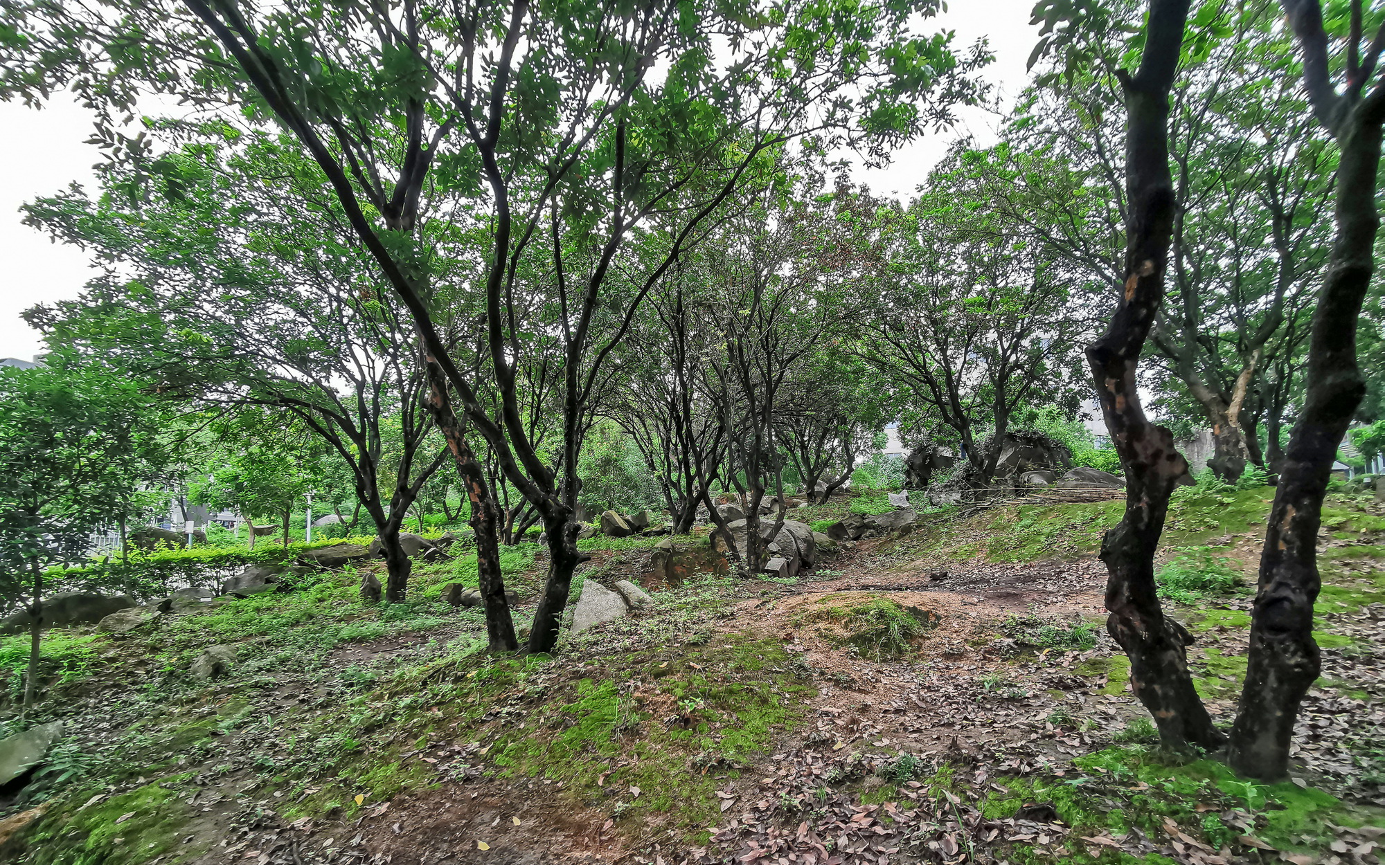 Gallery of Courtyard under Longan Trees / Spacework Architects - 26