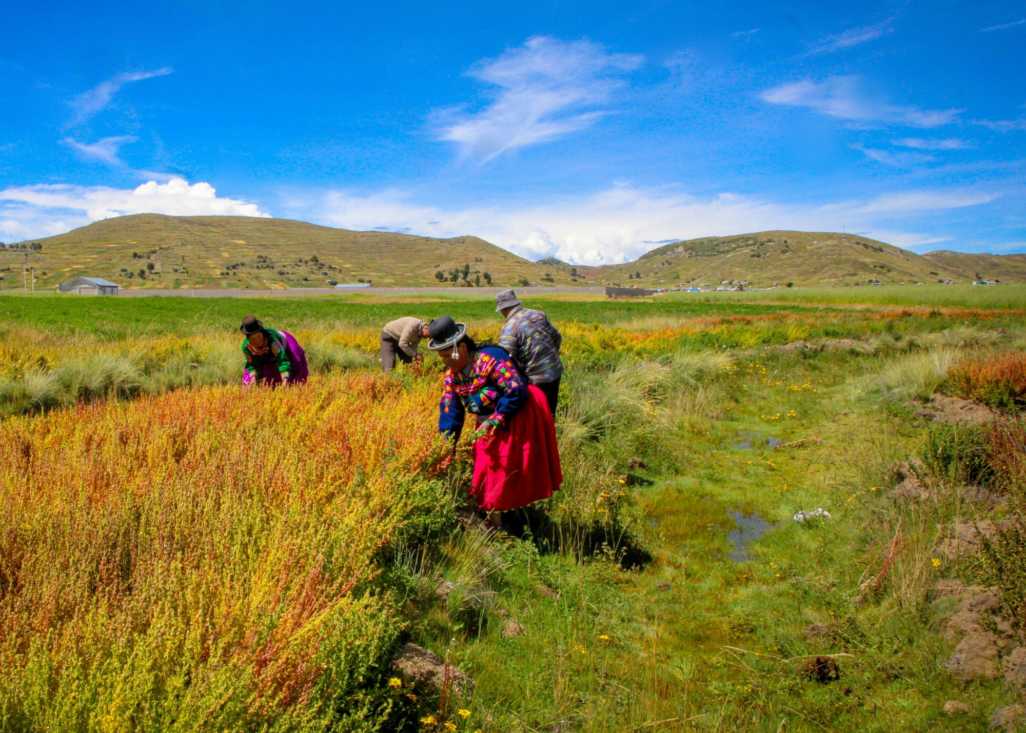 Gallery of An Ancestral Legacy with Modern Concerns: The Story Behind the Waru Waru Agricultural ...