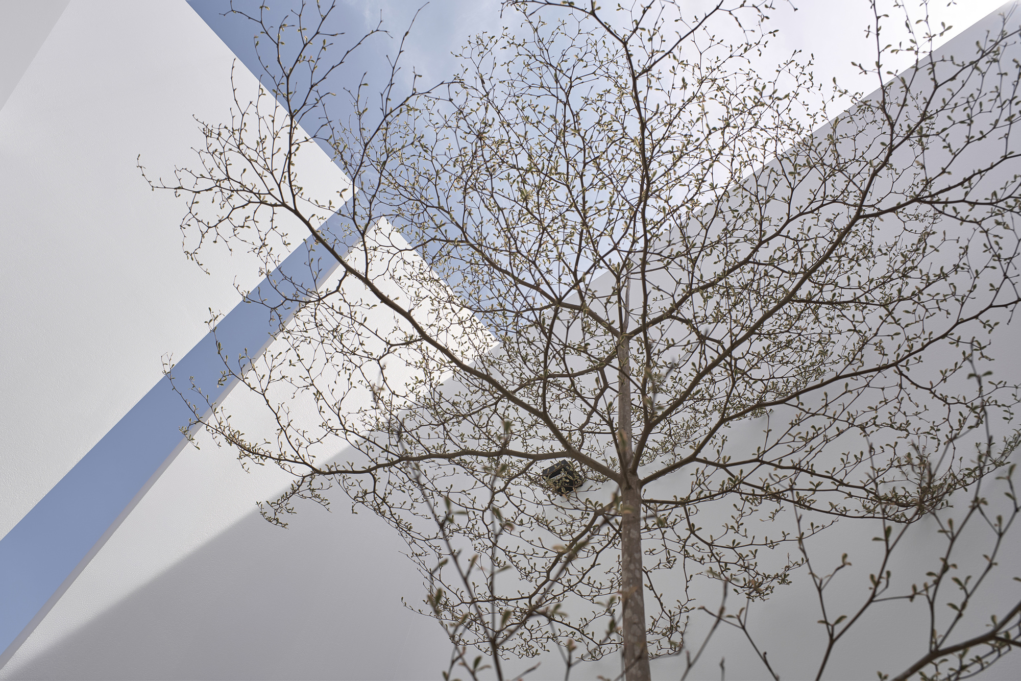 Gallery of DOM House / DAO studio - 19